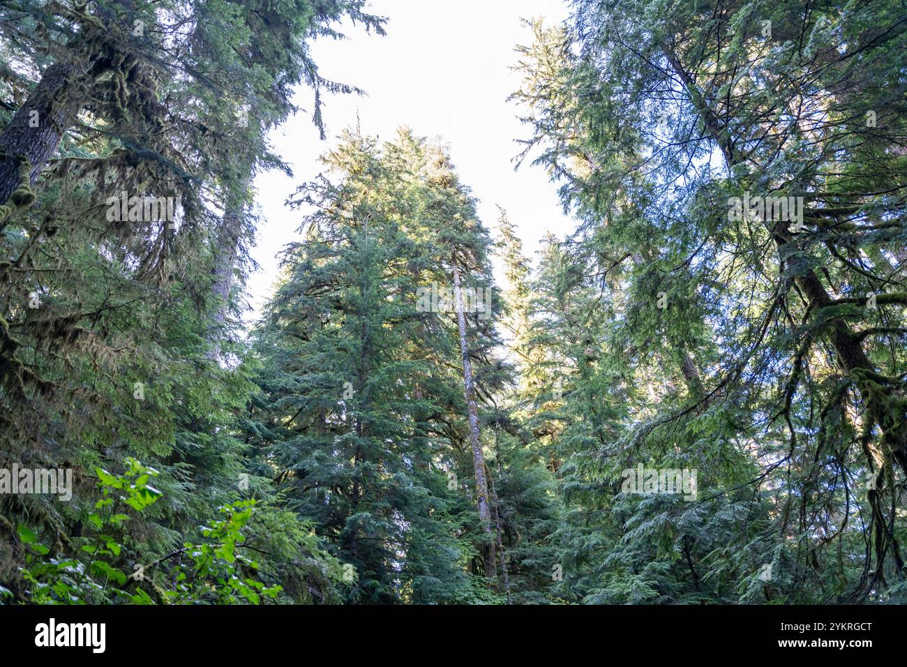 Thick Washington forest with lots of shrubs at the trailhead of Lake ...