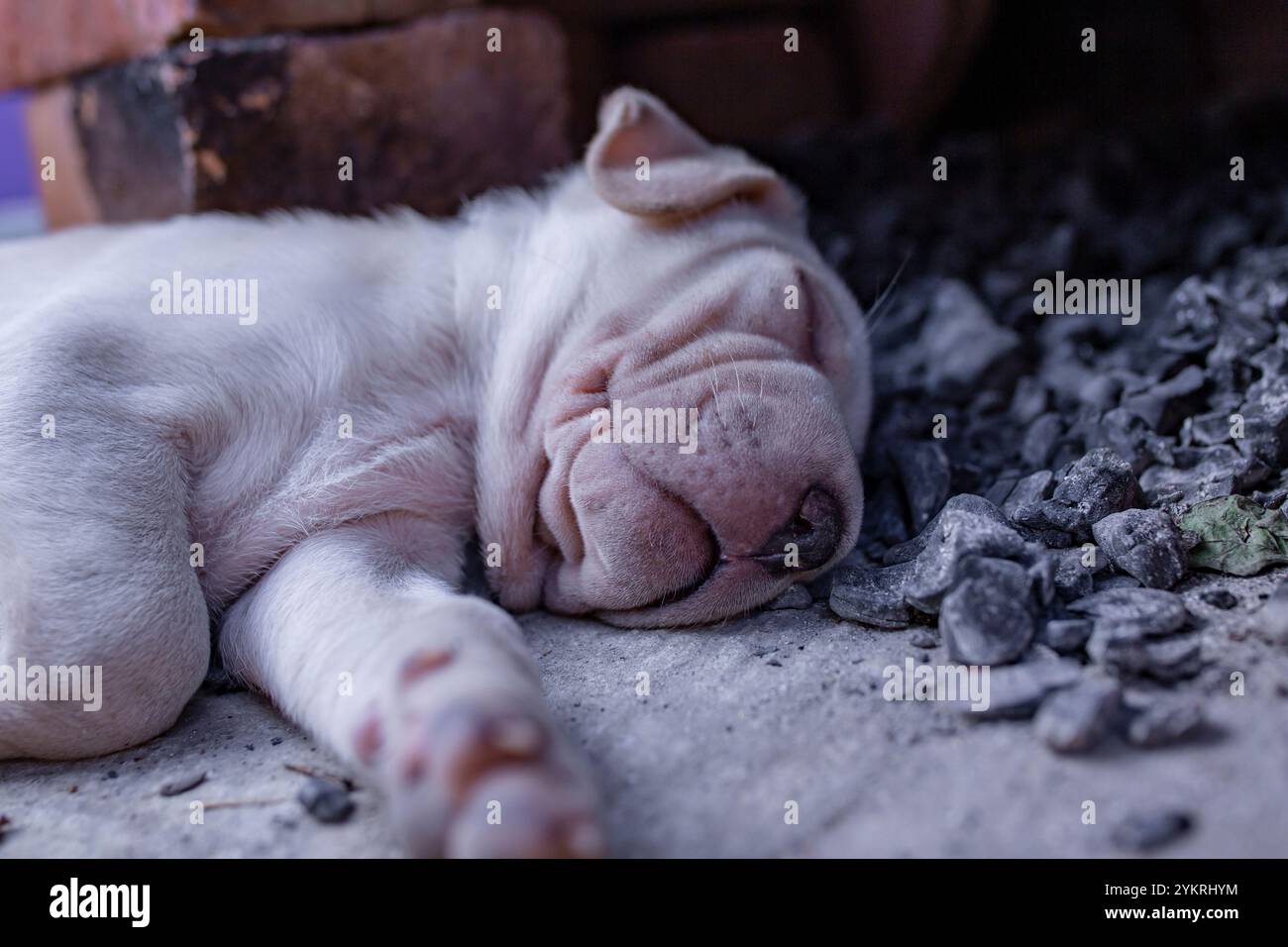 Cute wrinkled skin puppy, sleeping on charcoal next to a outdoor stove ...