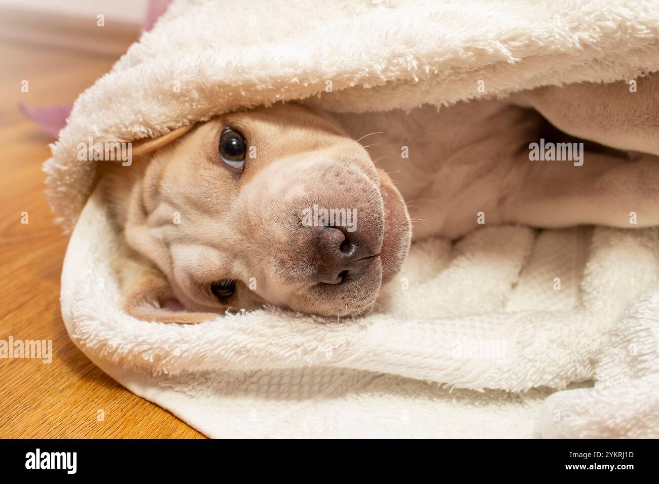 Cute little puppy laying wrapped in a fluffy white towel, with a sleepy ...