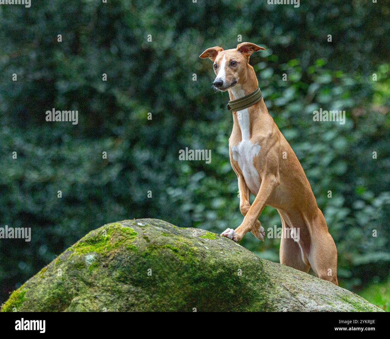 a whippet with feet up on a rock and hunting Stock Photo - Alamy