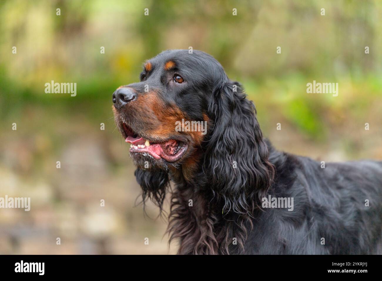 Gordon Setter dog Stock Photo - Alamy