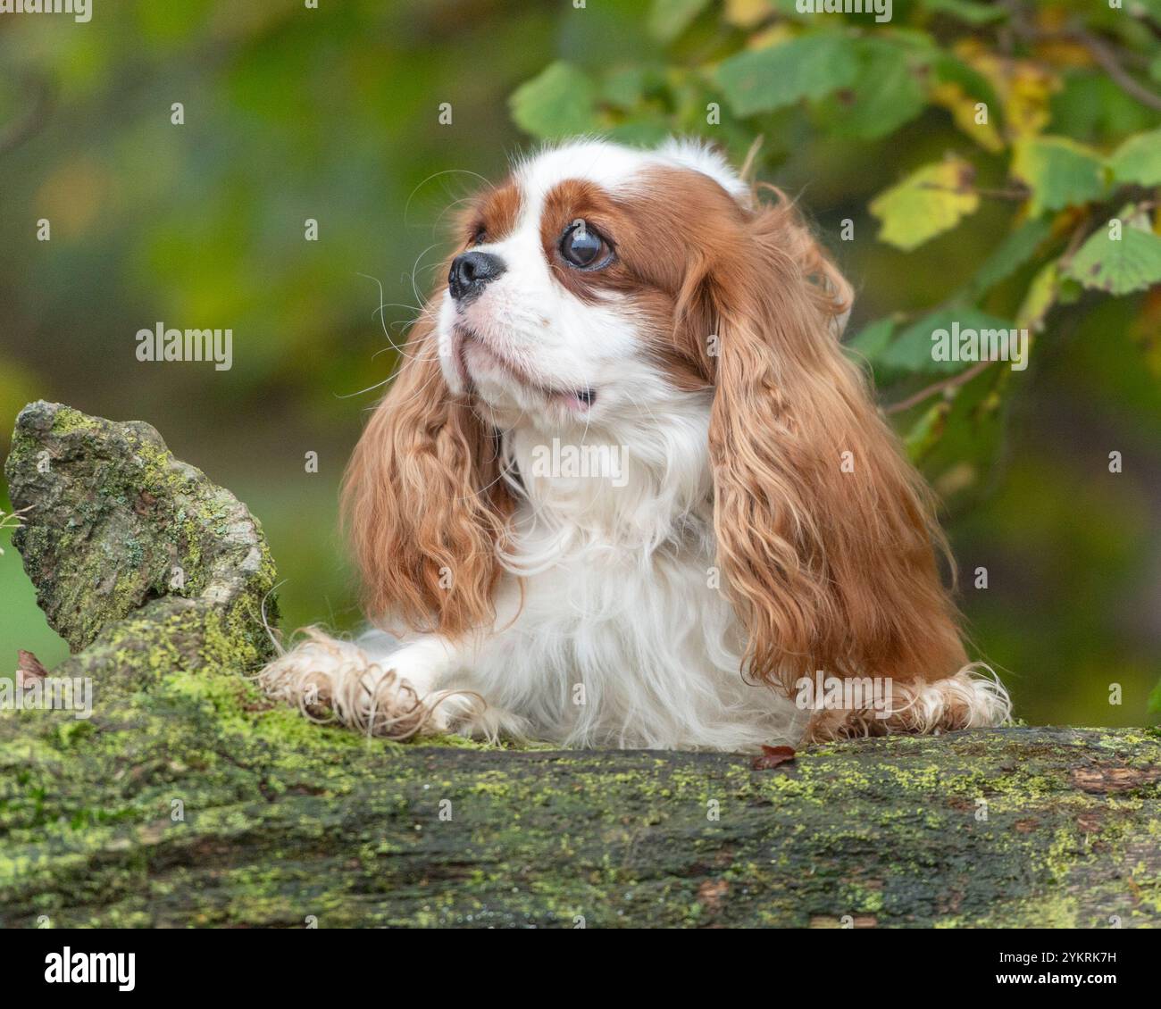 Cavalier King Charles Spaniel dog looking over a log Stock Photo - Alamy