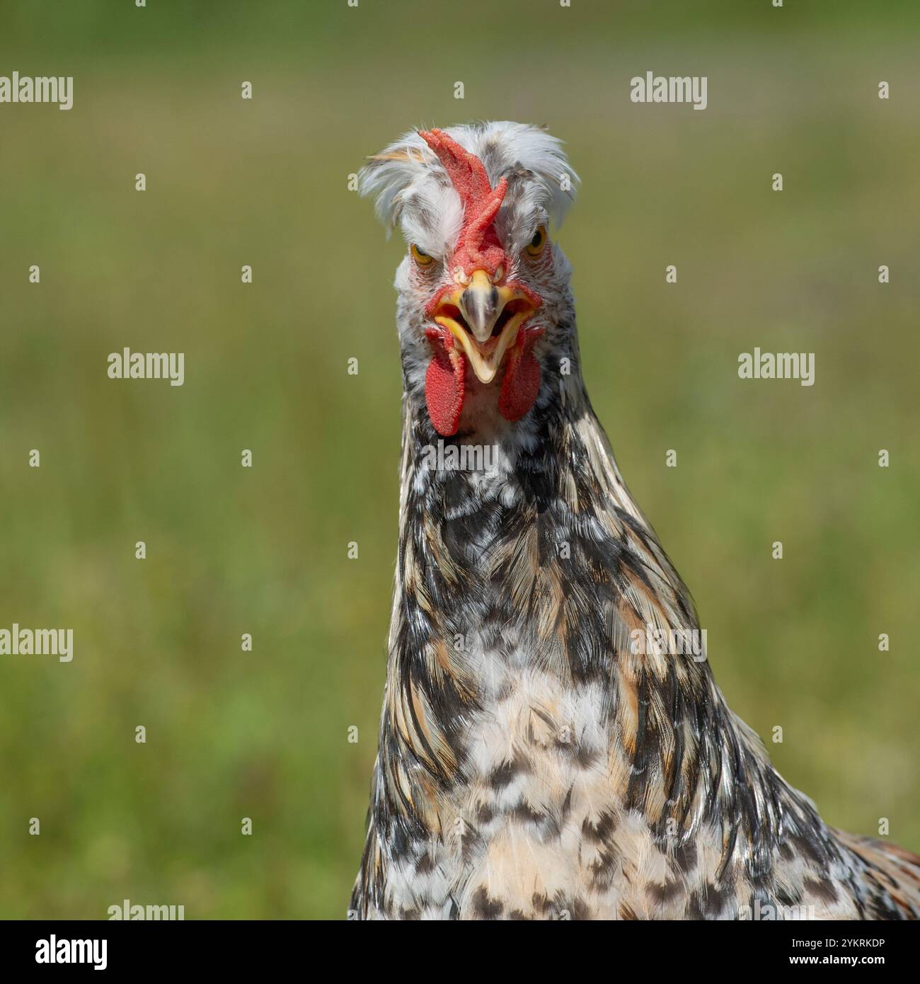 Hen looking funny hi-res stock photography and images - Alamy