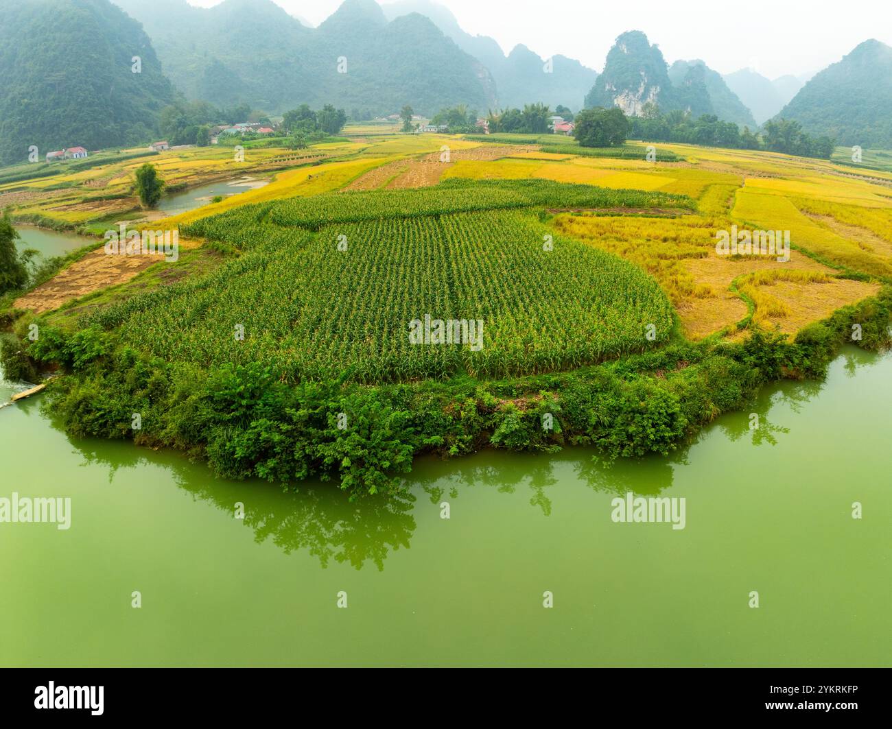 Drone shot, aerial view of a Corn field in northern Vietnam,Top view of ...