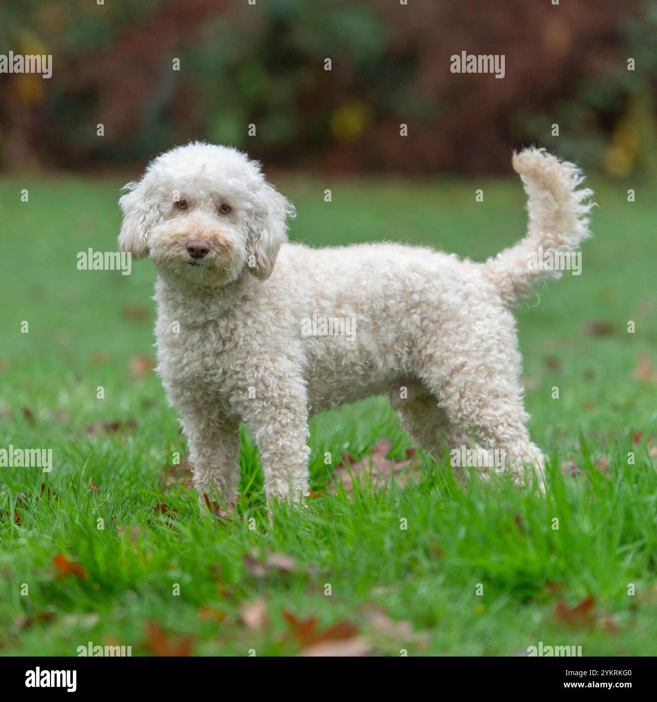 white cockapoo dog standing on grass Stock Photo - Alamy