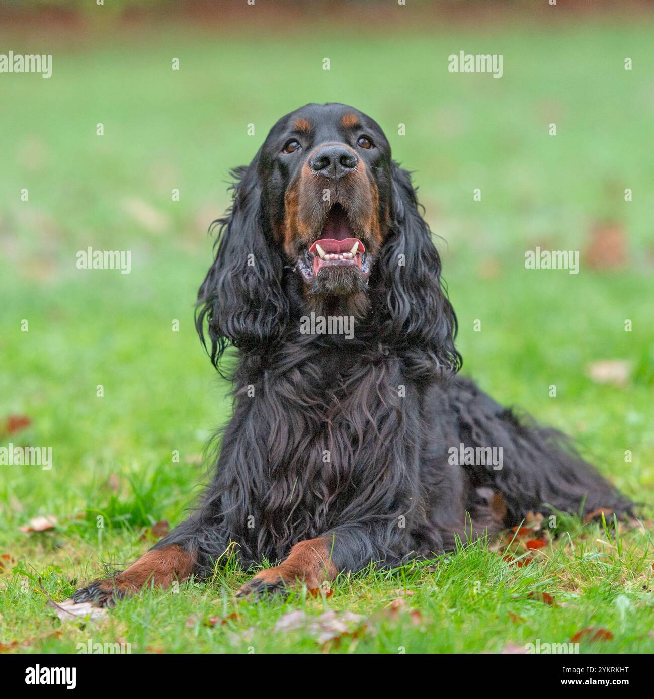 gordon setter lying down on grass Stock Photo - Alamy