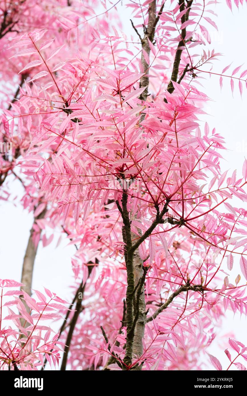 Toona sinensis Flamingo, Cedrela sinensis Flamingo, Chinese Mahogany ...