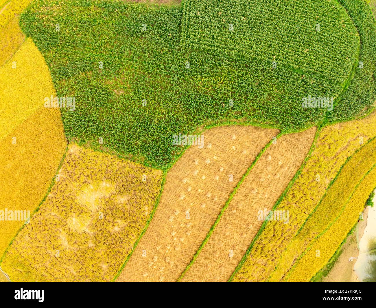Drone shot, aerial view of a Corn field in northern Vietnam,Top view of ...