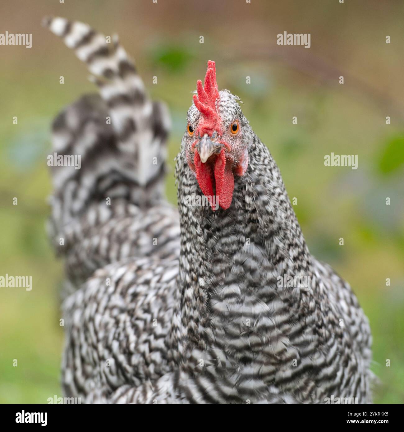 Barred background hi-res stock photography and images - Alamy