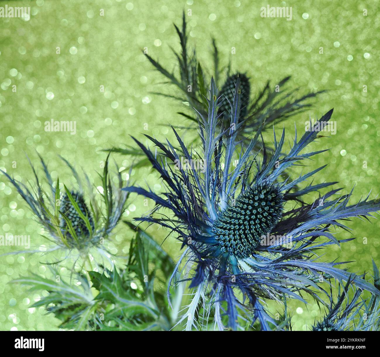studio still life of a blue sea holly flower against a green glittery ...