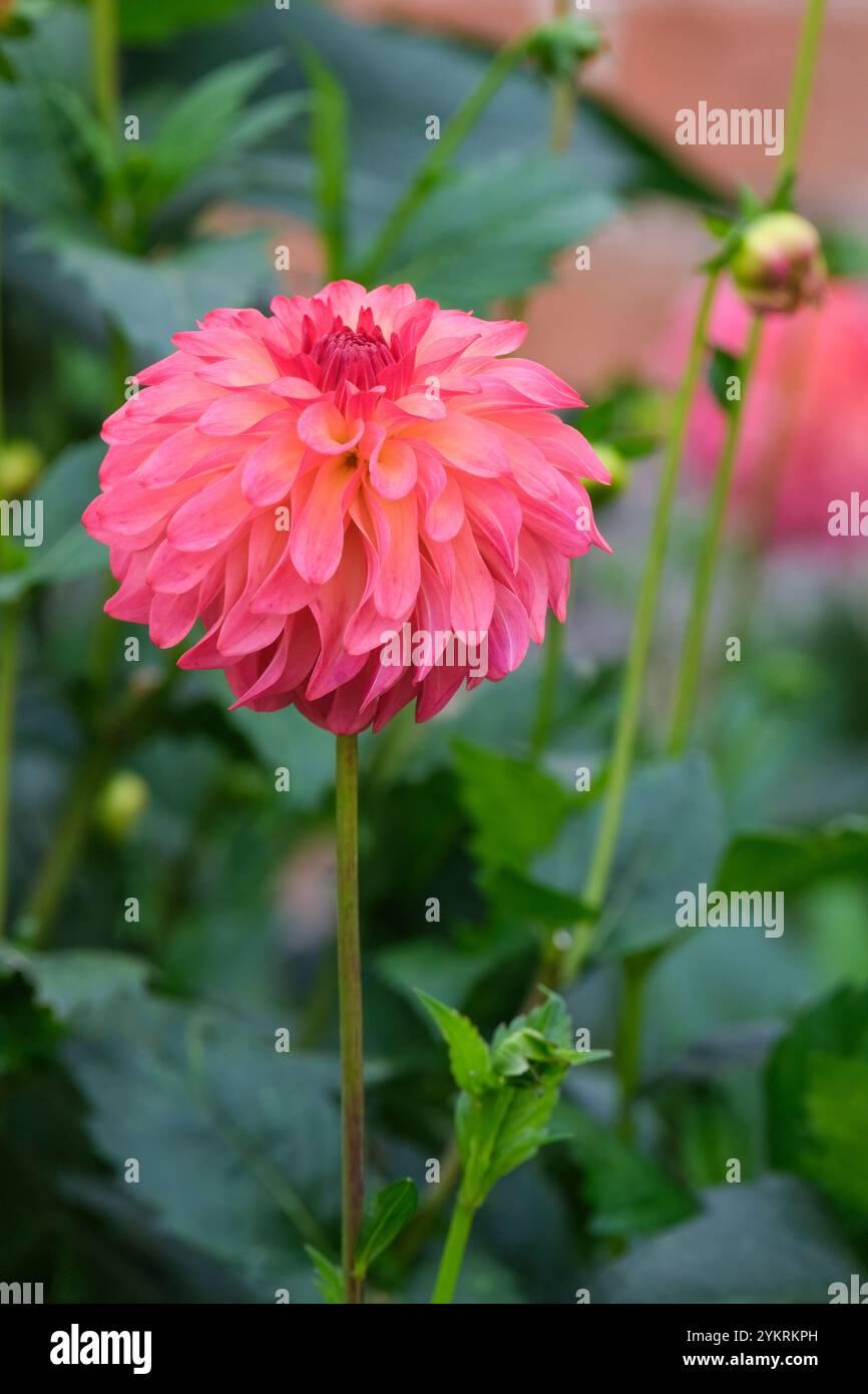 Dahlia belfloor hi-res stock photography and images - Alamy