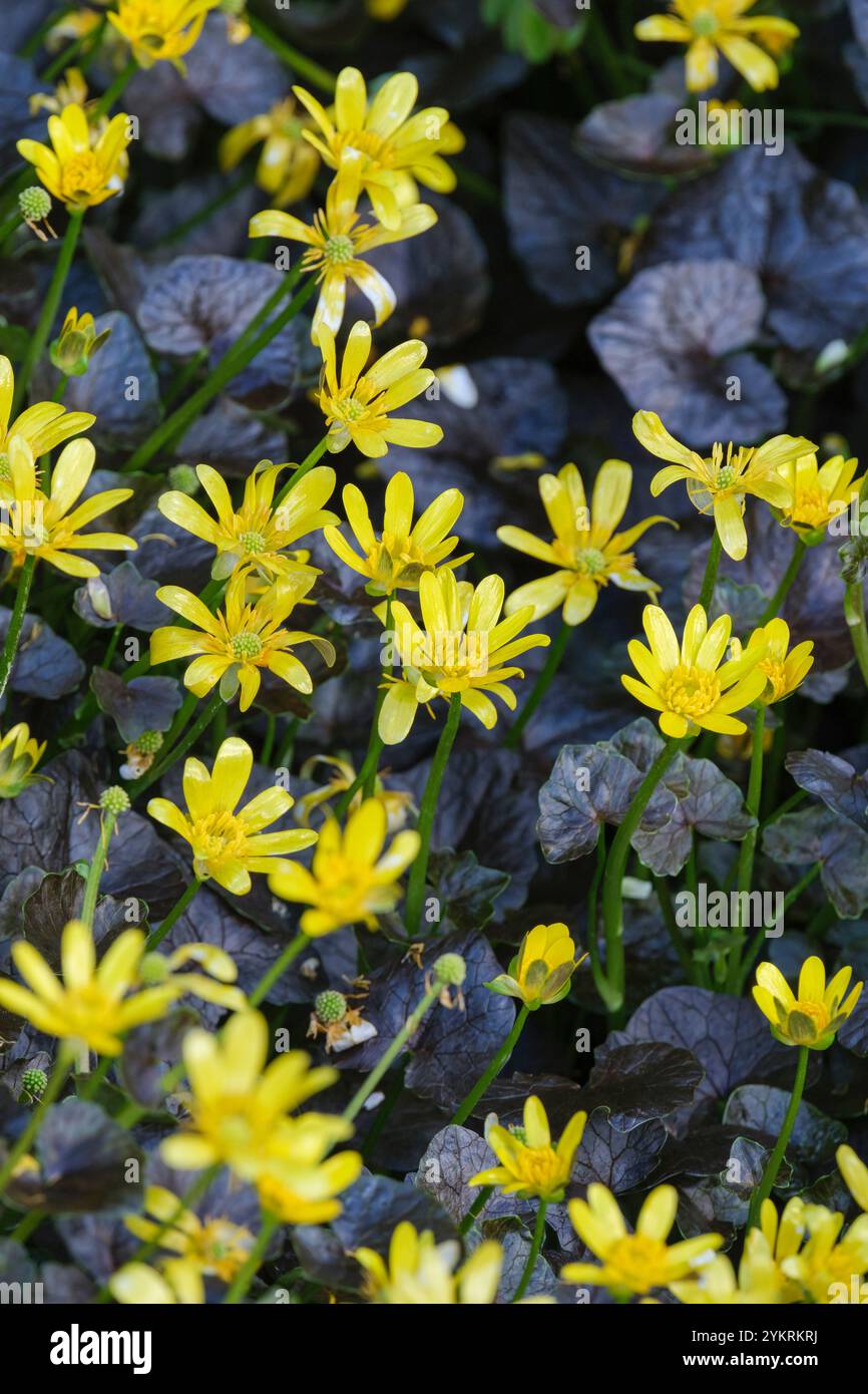 Blackish bronze leaves hi-res stock photography and images - Alamy