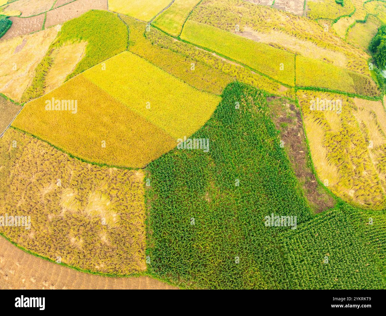 Drone shot, aerial view of a Corn field in northern Vietnam,Top view of ...