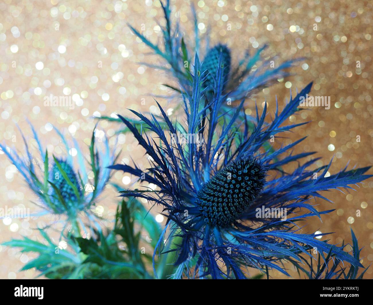studio still life of a blue sea holly flower against a glittery gold ...