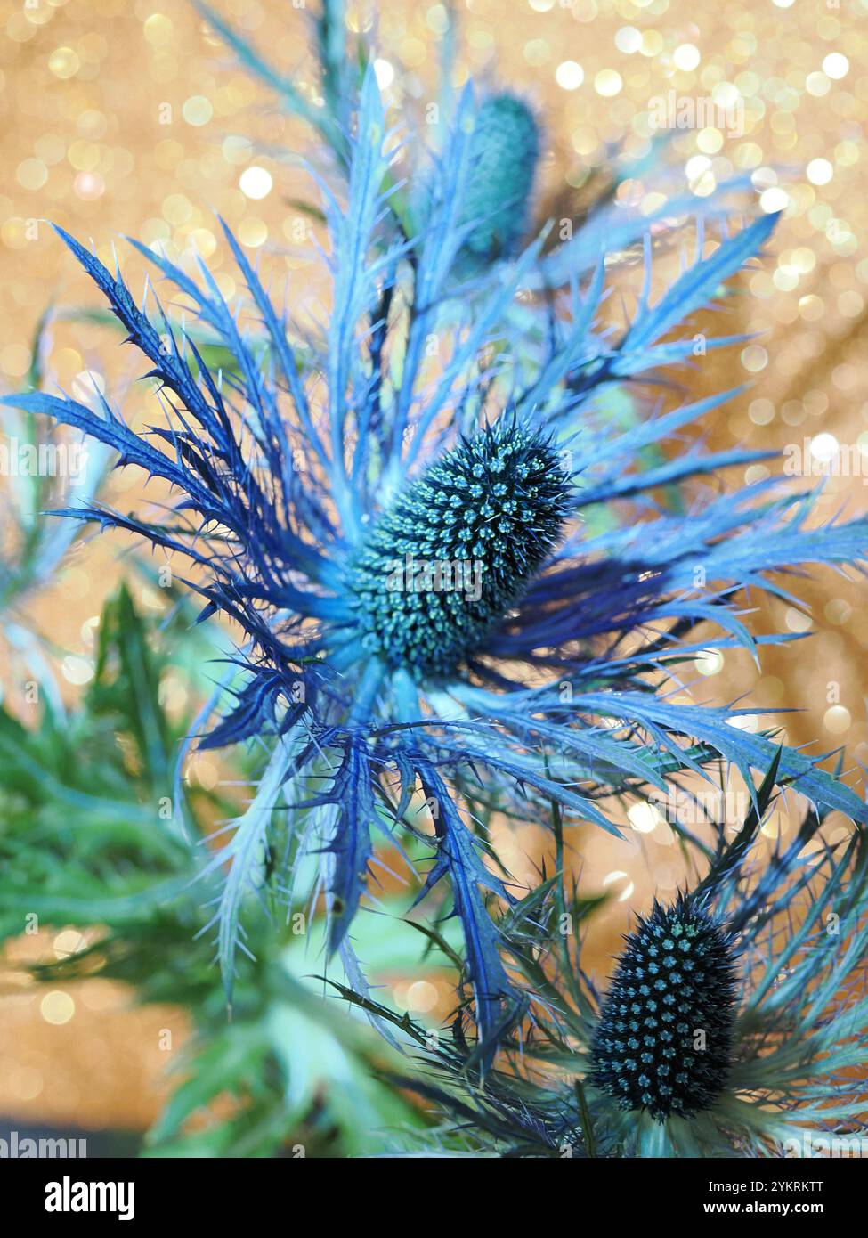 studio still life of a blue sea holly flower against a glittery gold ...
