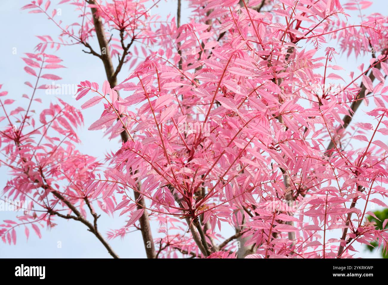 Chinese cedar tree hi-res stock photography and images - Alamy