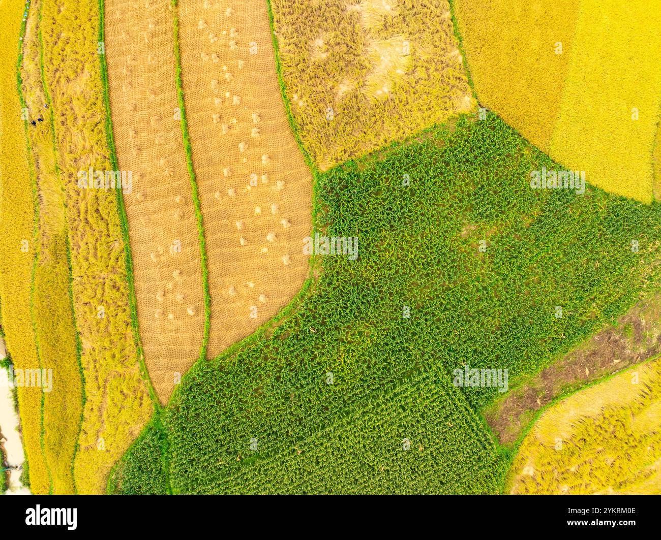 Drone shot, aerial view of a Corn field in northern Vietnam,Top view of ...