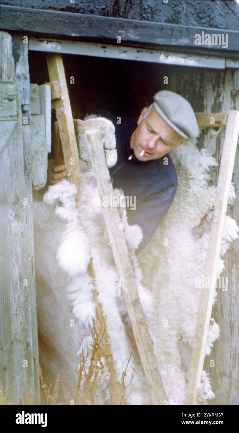 Sheep with flat cap hi-res stock photography and images - Alamy