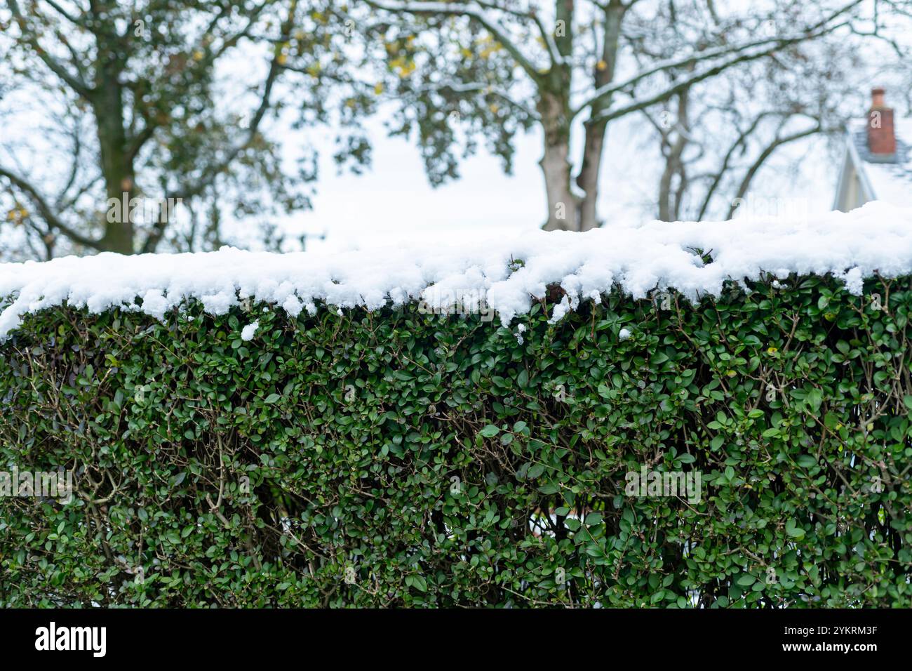 Snow on topiary hi-res stock photography and images - Alamy