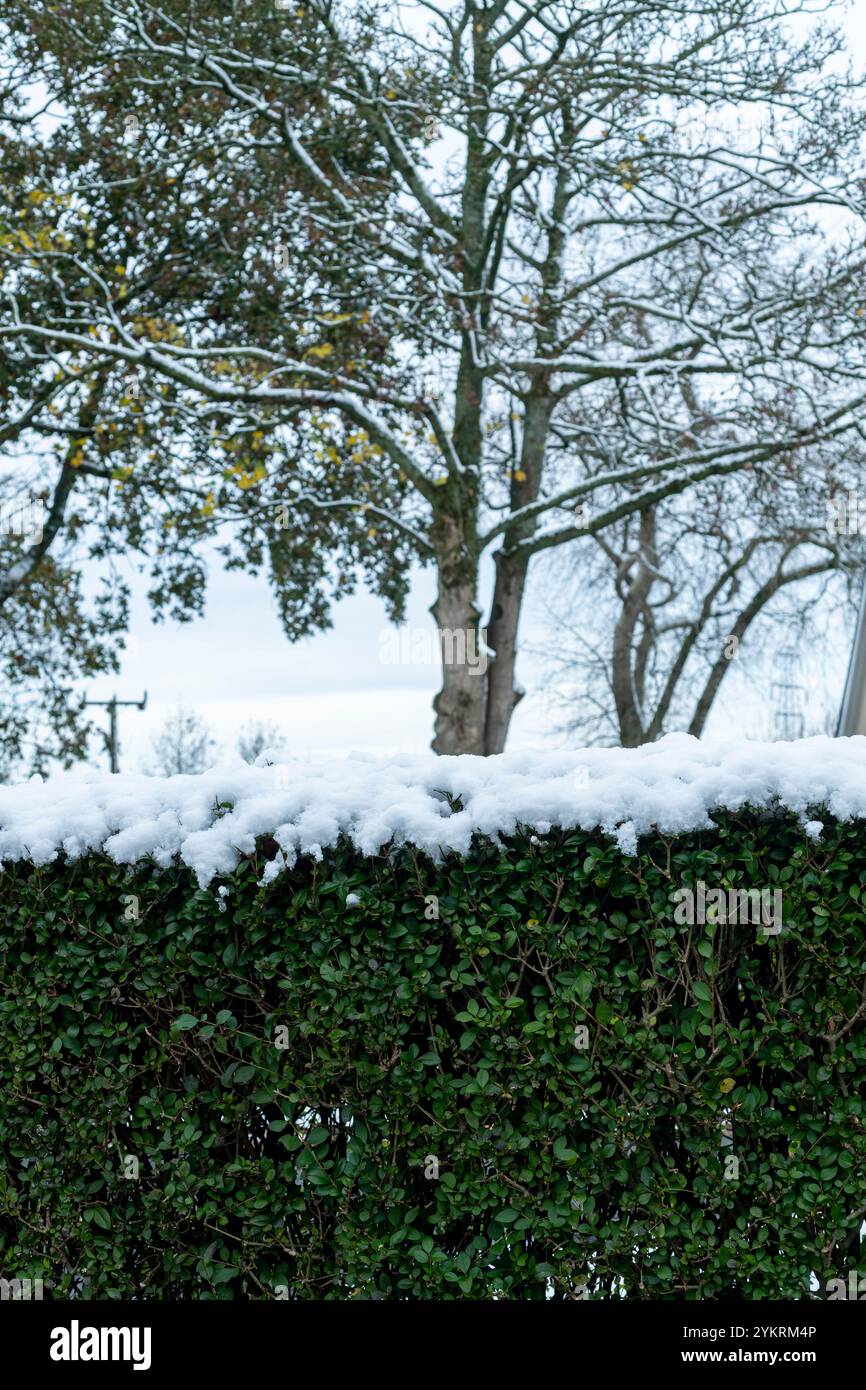 Snow topped foliage hi-res stock photography and images - Alamy
