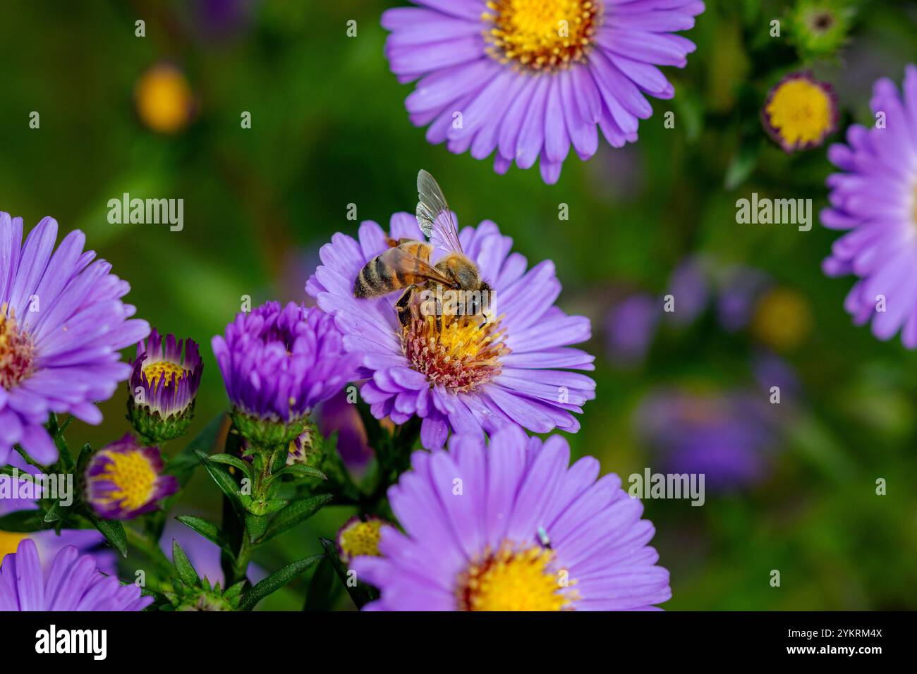 Michaelmas daisy bee hi-res stock photography and images - Alamy