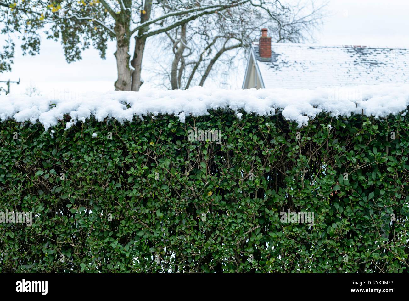 Snow topped foliage hi-res stock photography and images - Alamy