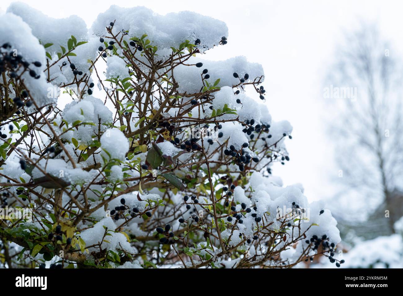 Now covered garden shrubs hi-res stock photography and images - Alamy