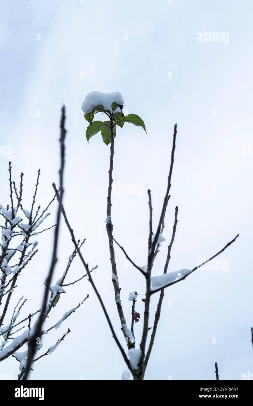 Snow covered branches of a pear tree Stock Photo - Alamy