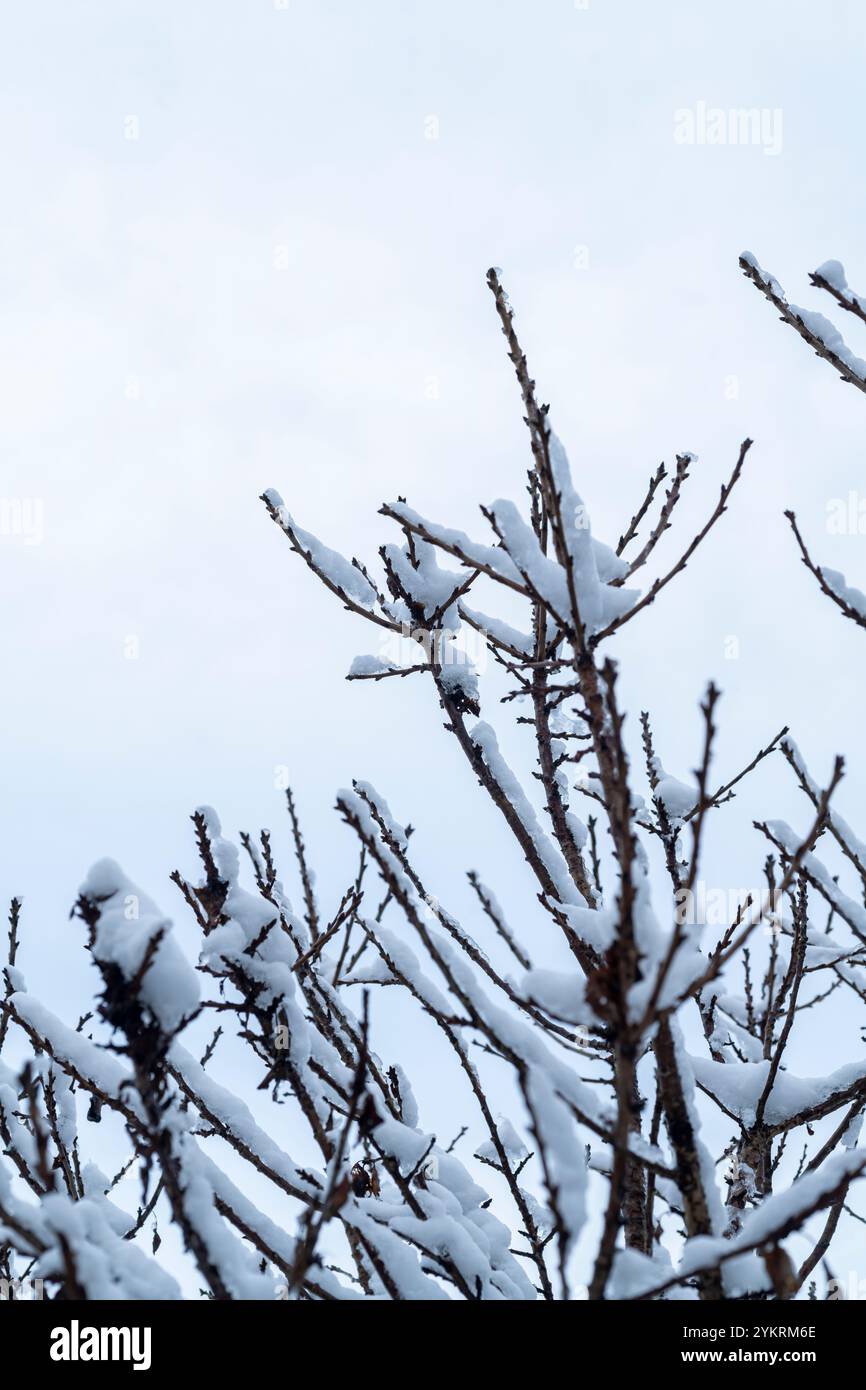 Snow covered branches of a fruit tree Stock Photo - Alamy
