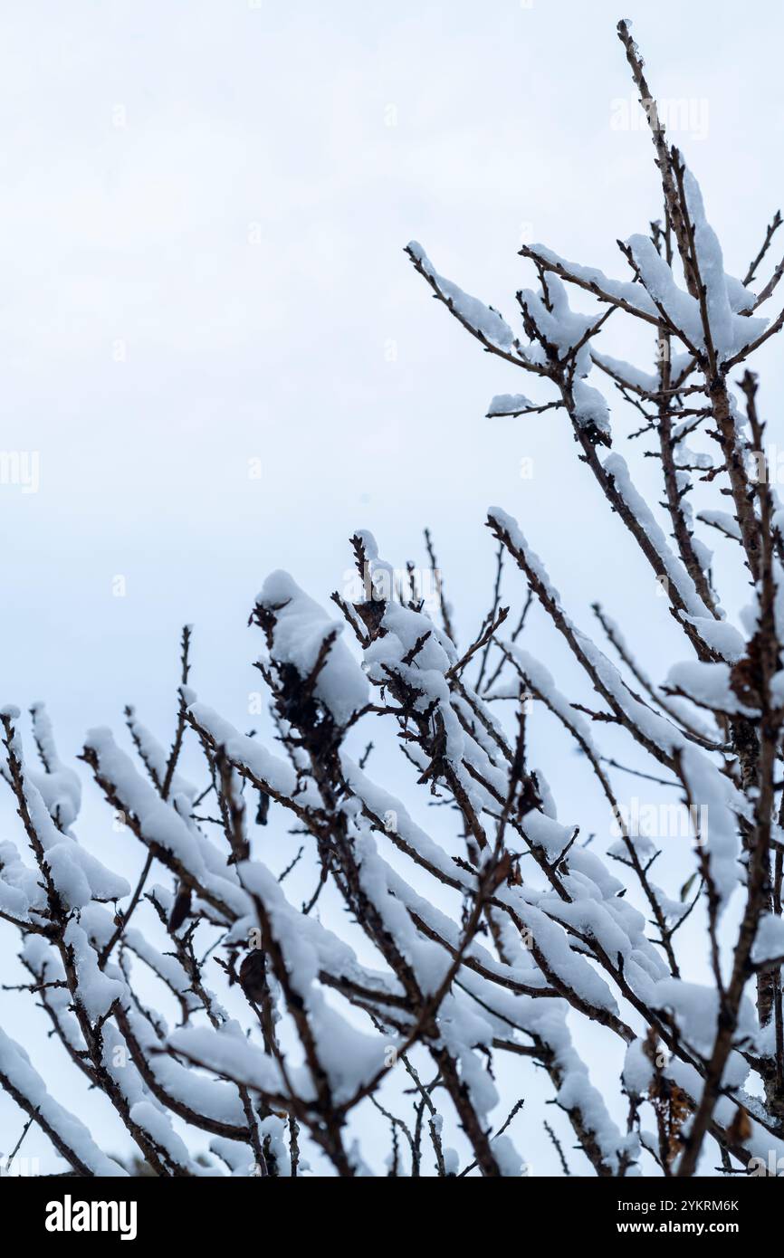 Snow covered branches of a fruit tree Stock Photo - Alamy