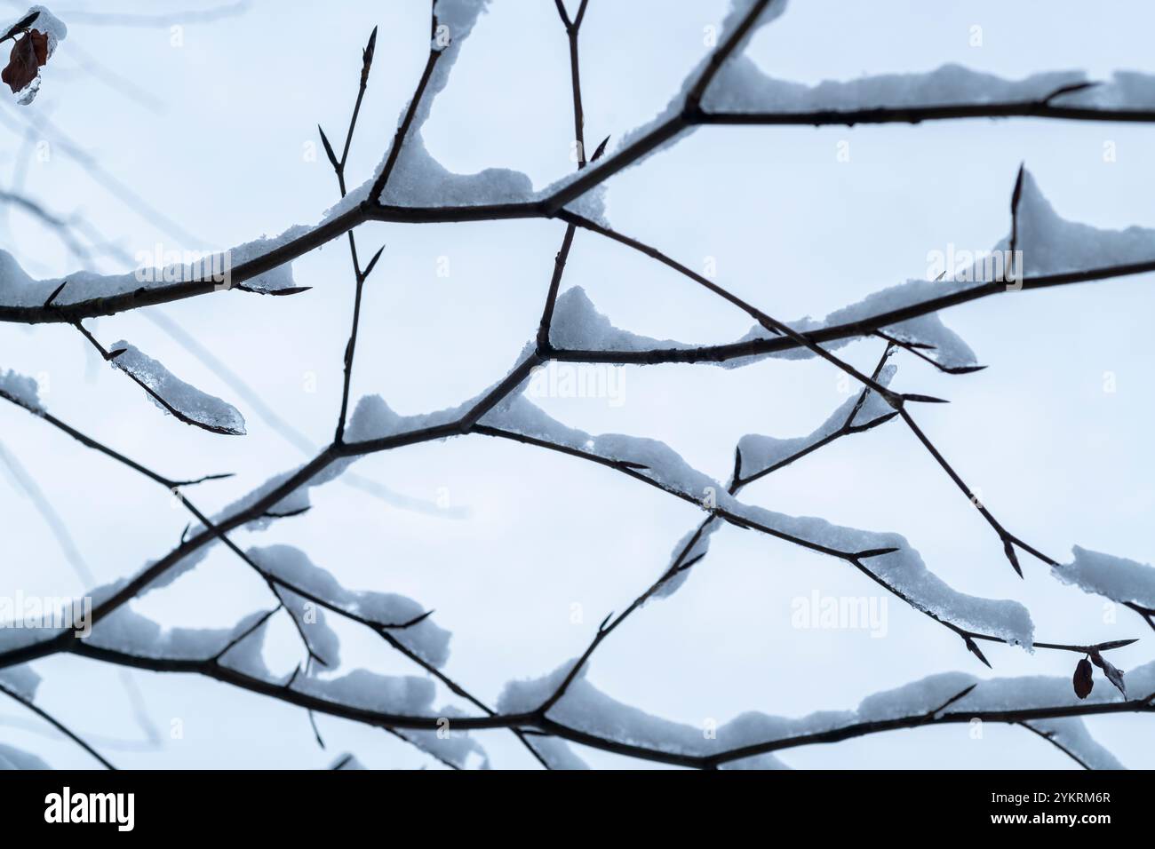 Snow covered branches Stock Photo - Alamy