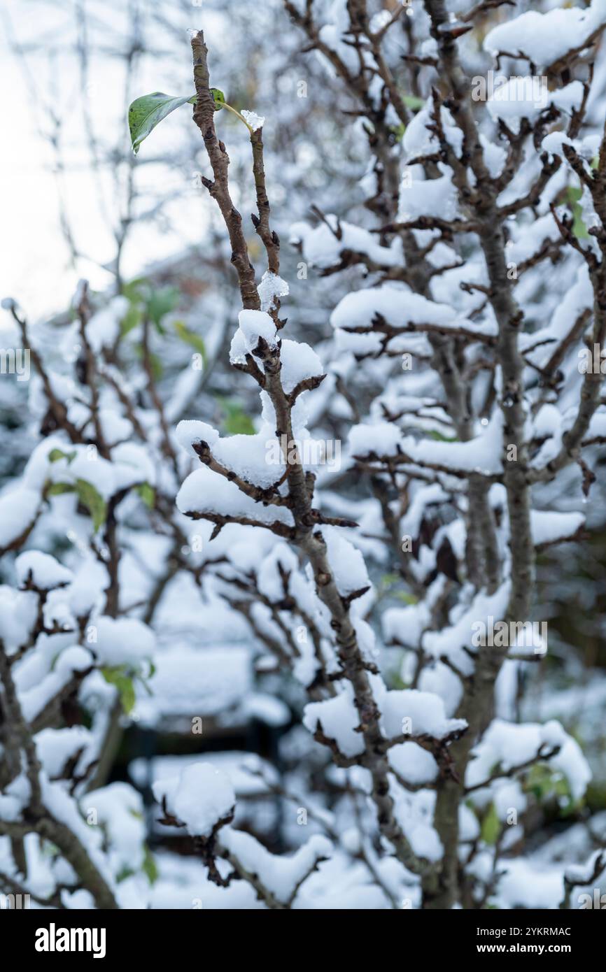 Snow covered branches of a pear tree Stock Photo - Alamy