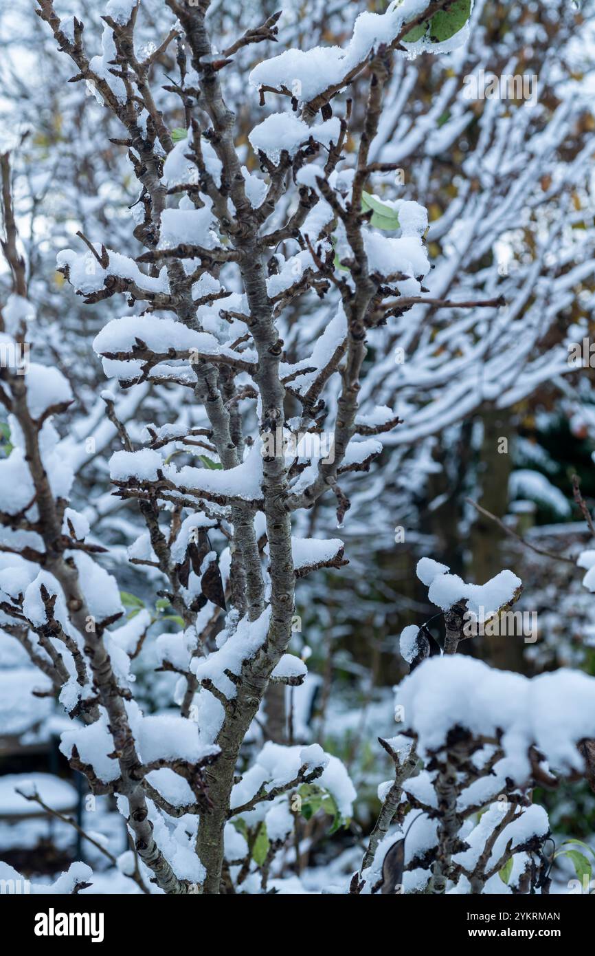 Frosted pear tree hi-res stock photography and images - Alamy