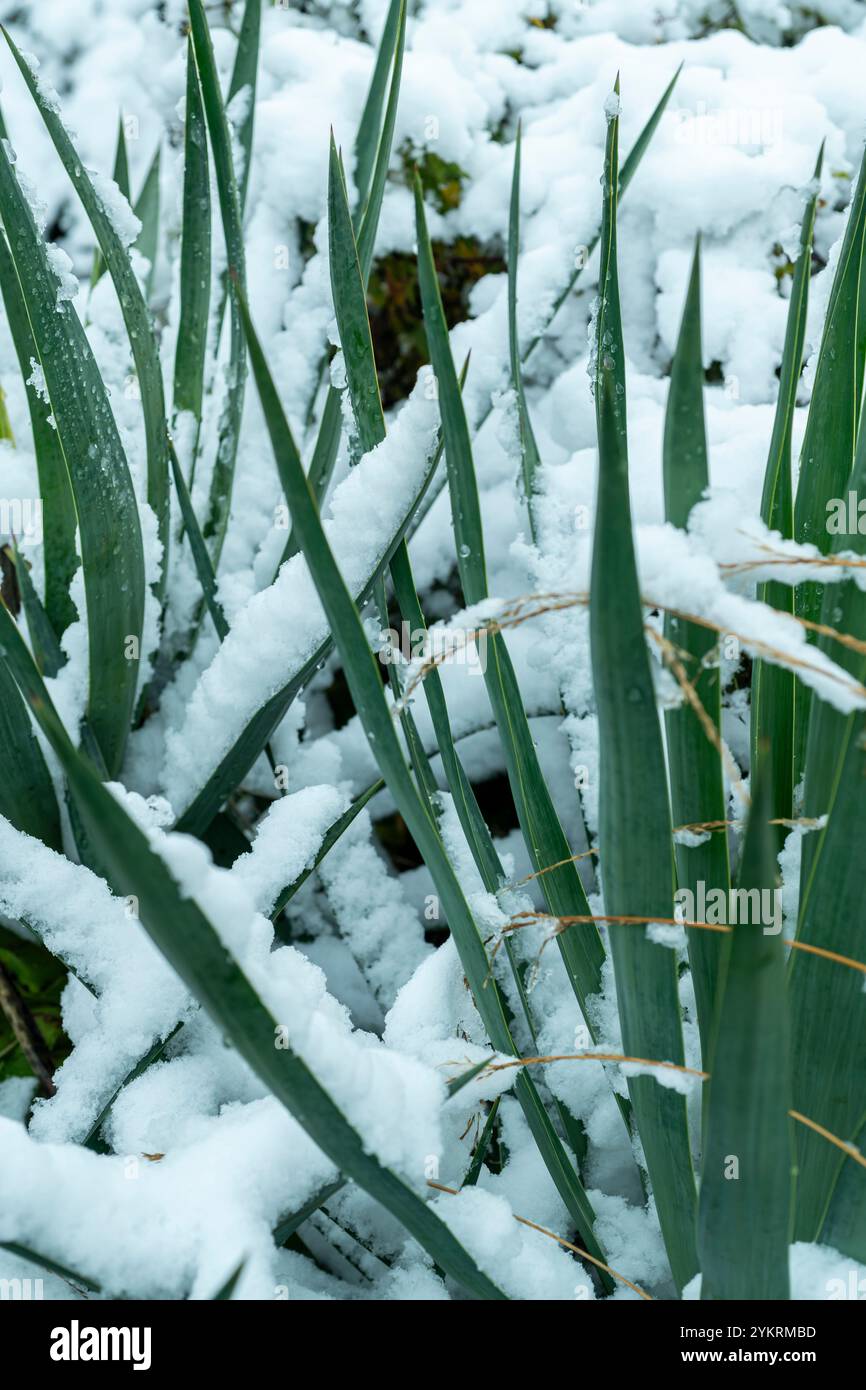 Frosty yucca leaves hi-res stock photography and images - Alamy