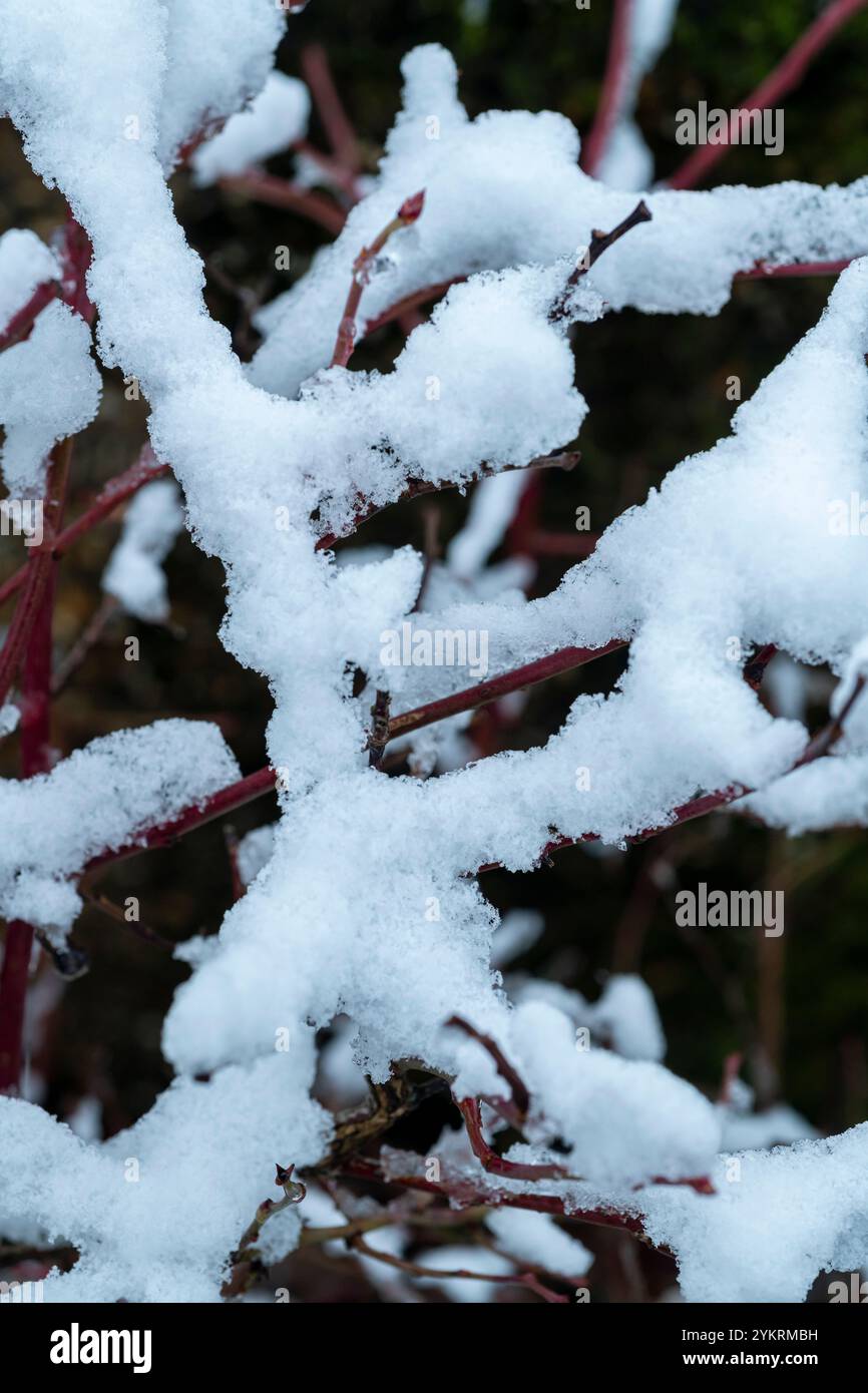 Snow covered branches of a blueberry bush Stock Photo - Alamy