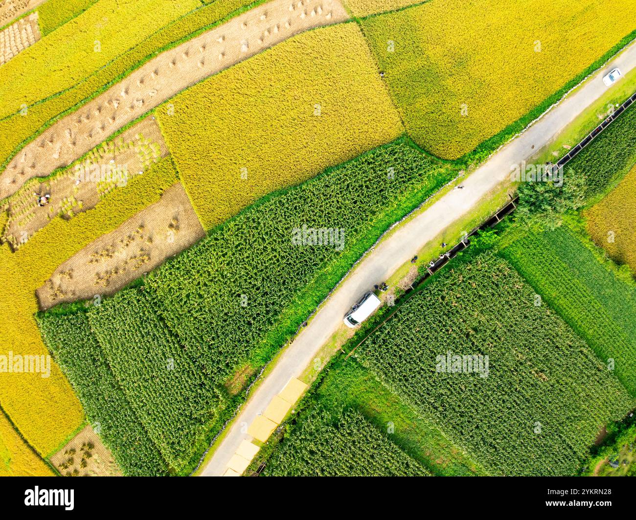 Drone shot, aerial view of a Corn field in northern Vietnam,Top view of ...