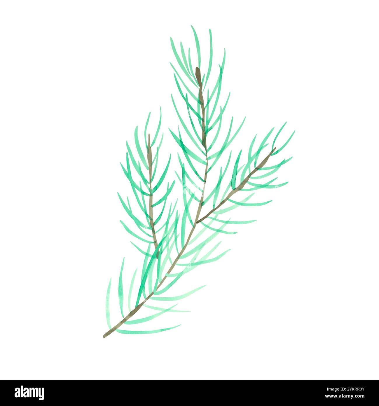 Spruce illustration hi-res stock photography and images - Alamy