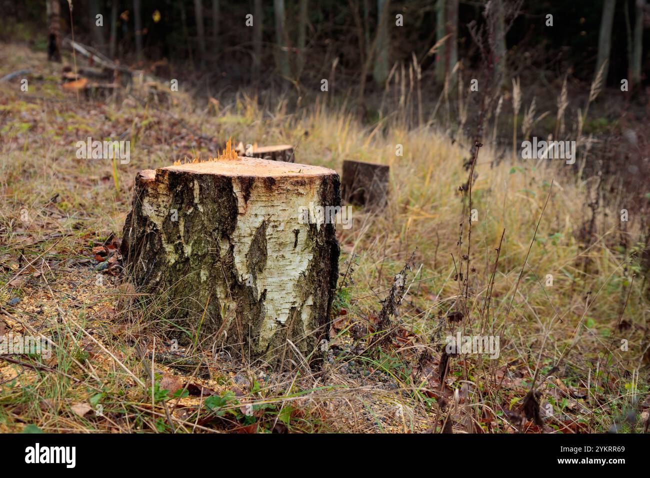 Deforestation concept. Birch stump in the forest from freshly chopped tree after cutting forest ...