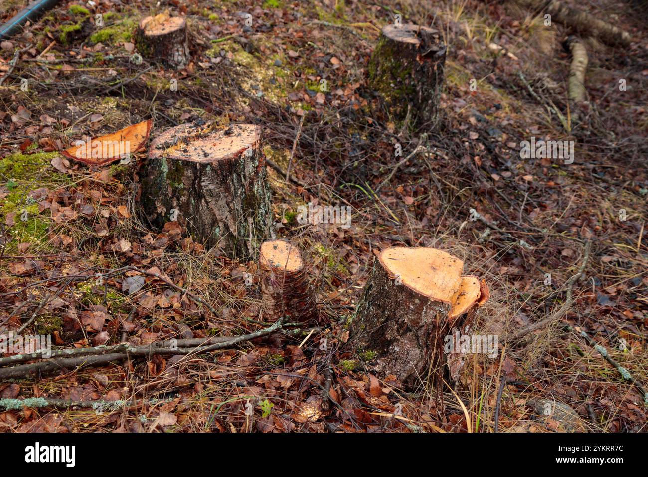 Deforestation concept. Birch stumps in the forest from freshly chopped healthy trees after ...