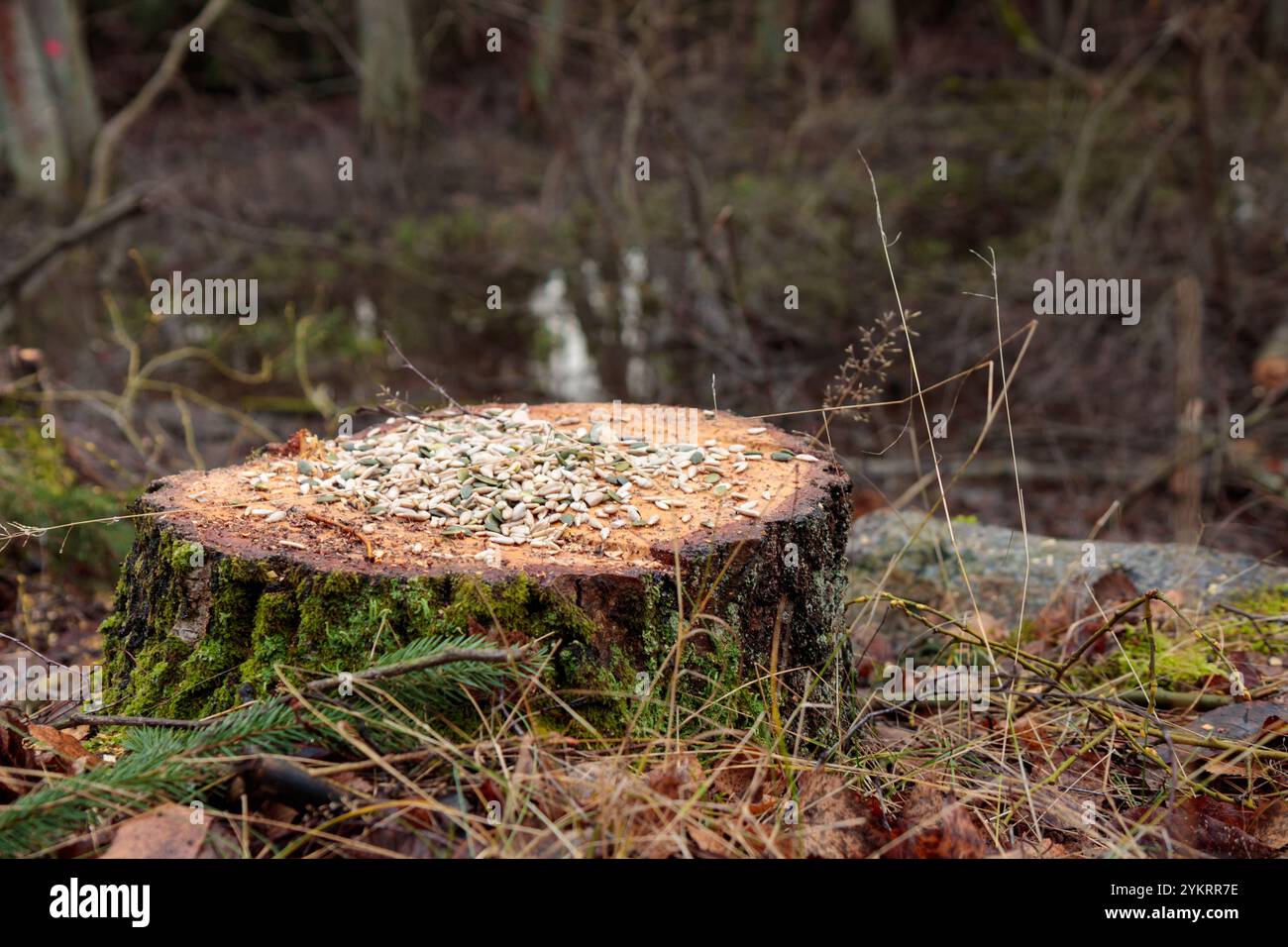 Deforestation concept birch stump hi-res stock photography and images ...