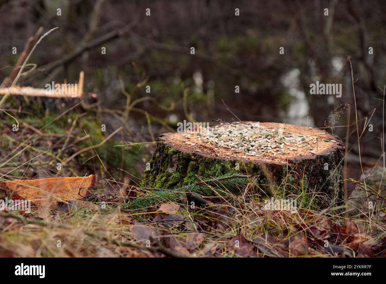 Deforestation concept. Birch stump in the forest from freshly chopped ...