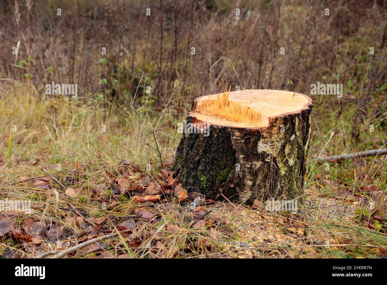 Deforestation concept. Birch stump in the forest from freshly chopped healthy tree after cutting ...