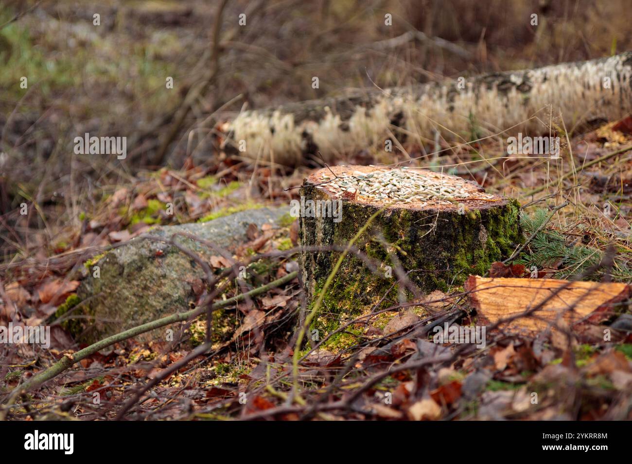 Deforestation concept. Birch stump in the forest from freshly chopped ...