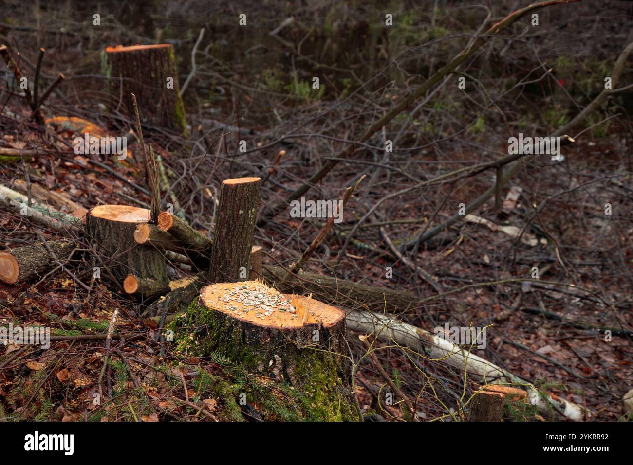 Deforestation concept. Birch stump in the forest from freshly chopped ...