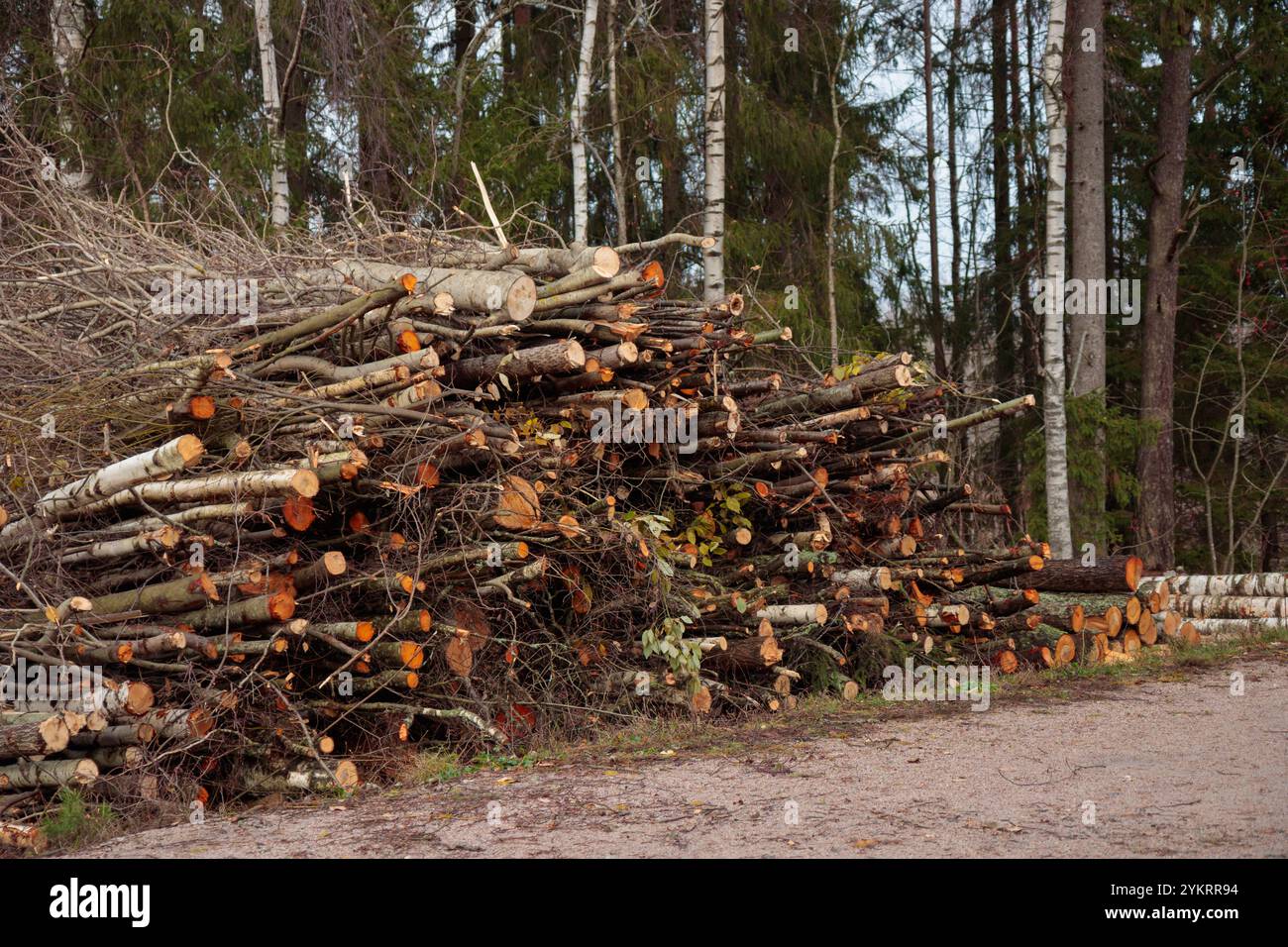 Pile of brushwood, wooden logs, big trunks of tall trees chopped and ...