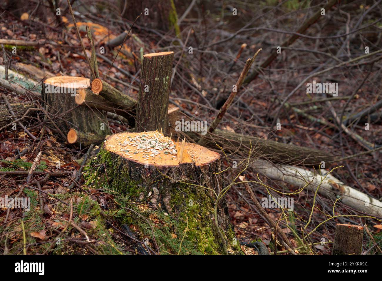 Deforestation concept. Birch stump in the forest from freshly chopped tree after cutting forest ...