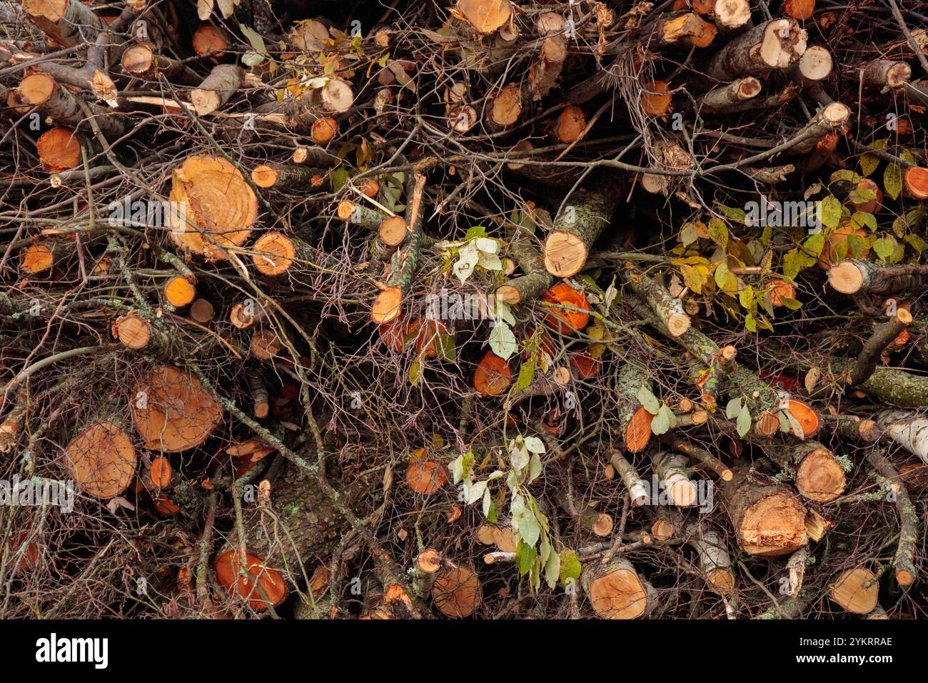 Pile of brushwood, wooden logs, big trunks of tall trees chopped and ...