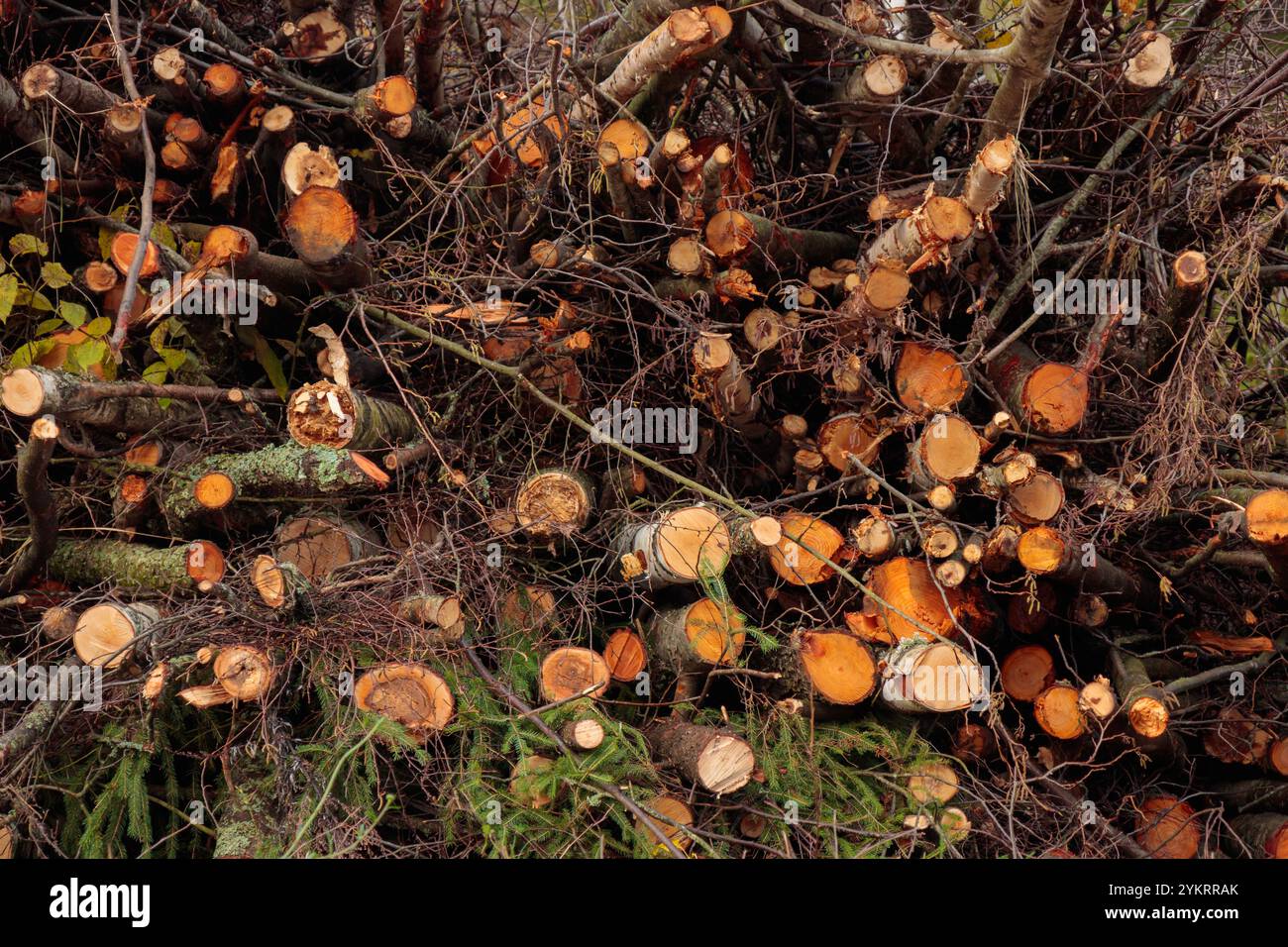 Pile of brushwood, wooden logs, big trunks of tall trees chopped and ...