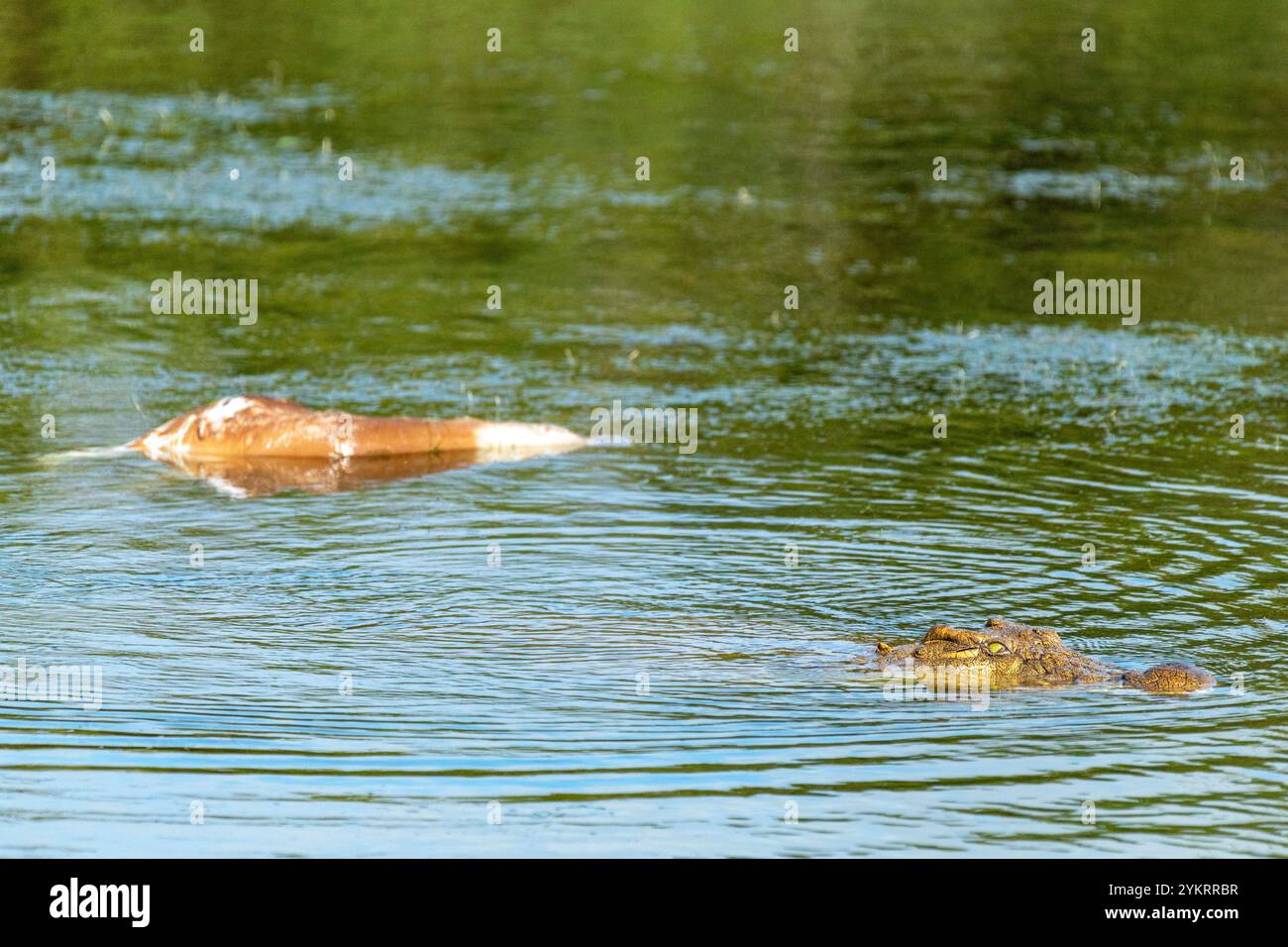 A dead antelope carcass floating in the water having been caught by a ...