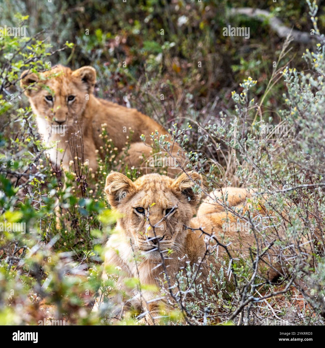 Young lion cub blue eyes hi-res stock photography and images - Alamy